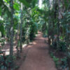 Best Spice Plantation Tour in Goa | Must Visit Spice Plantations in Goa ...
